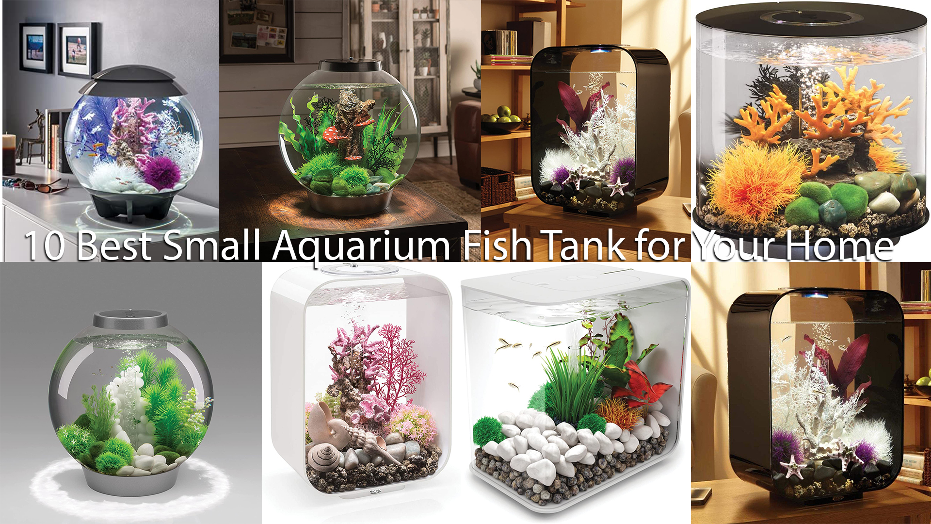 10 Best Small Aquarium Fish Tank for Your Home - Pro Home DecorS